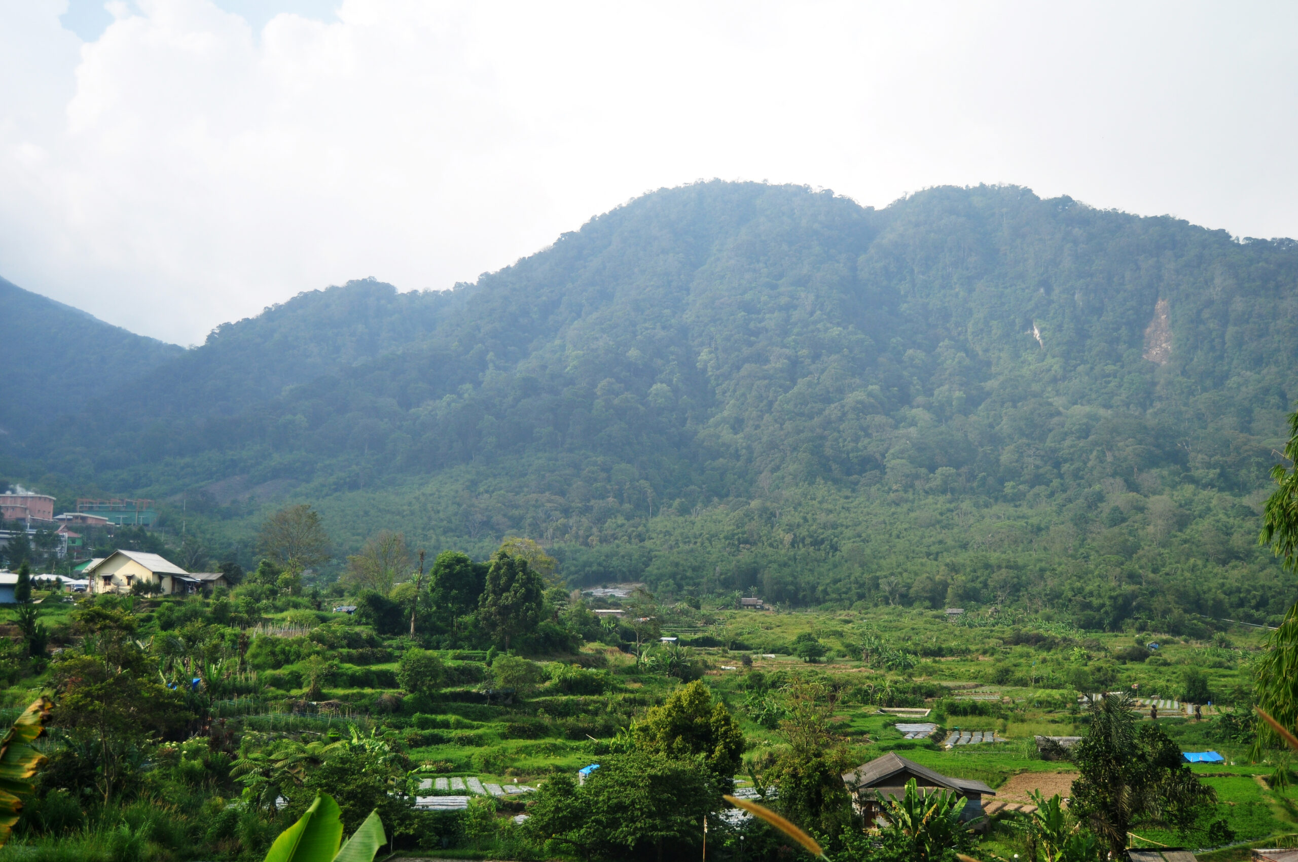 Blog - Supplier of Vanilla Beans, Coffee, Candlenut and Agricultural ...